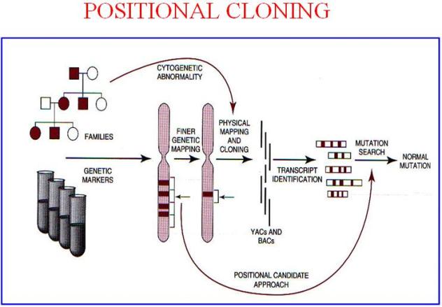 positional cloning