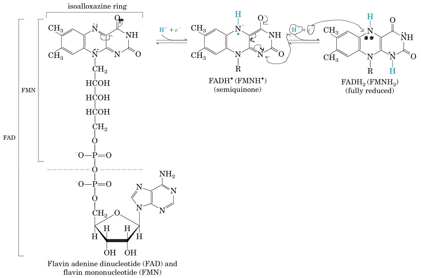 NAD+ e FAD riduzione