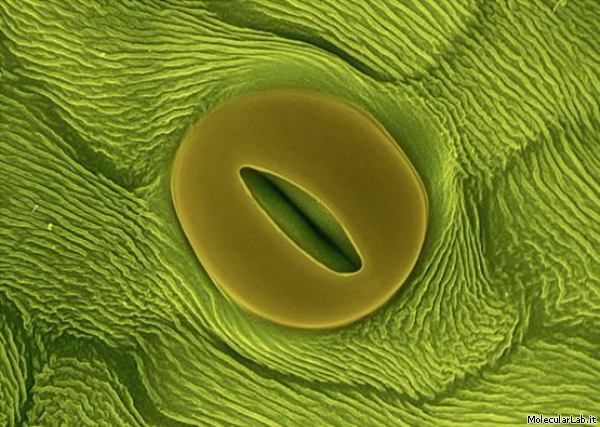 Rivelati i segreti degli stomi nelle piante