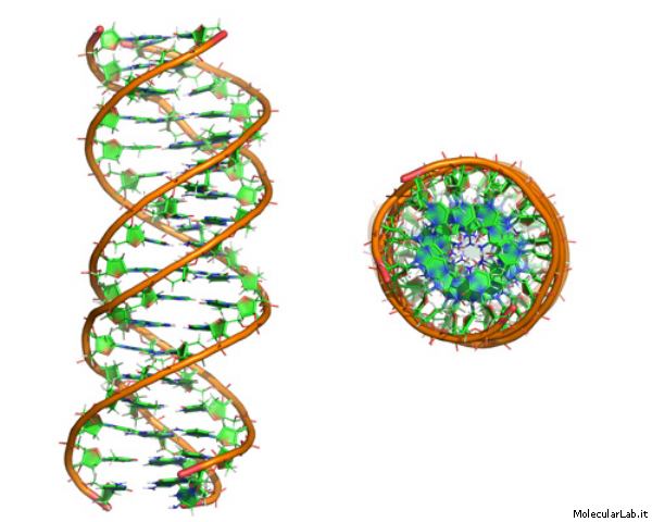 Identificata tripla elica del DNA