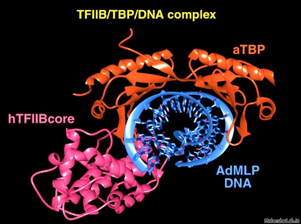 La struttura del fattore di trascrizione TFIID