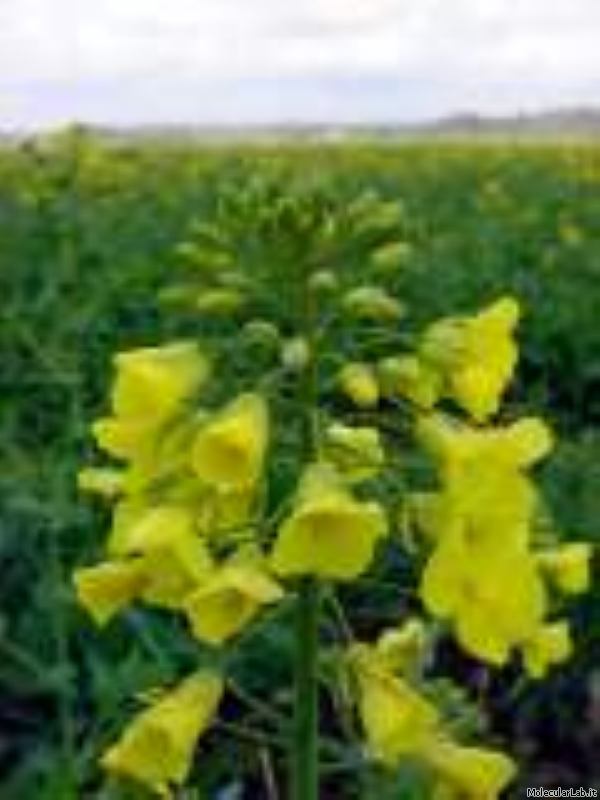 Ue approva colza ogm GT73