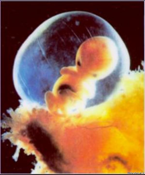 Primi nati di embrioni congelati